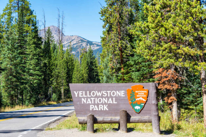 Tourists Ignore Warnings, Bison Charges in Yellowstone | Republican Watch